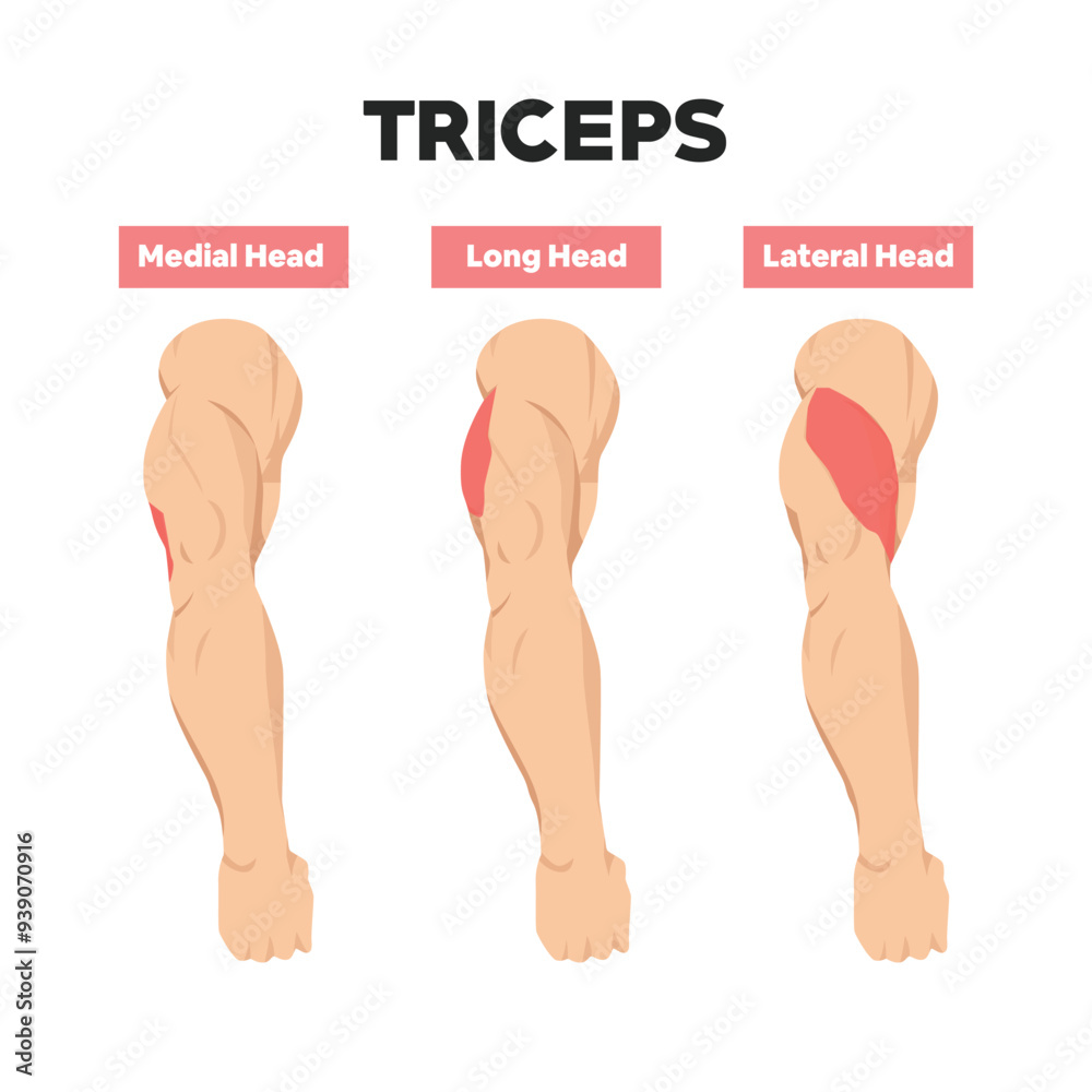Part of Tricep muscles anatomy. Medial, Long, and Lateral head of ...