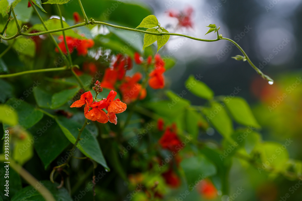 The Turkish bean ( Latin Phaseolus coccineus ) is a plant species of ...