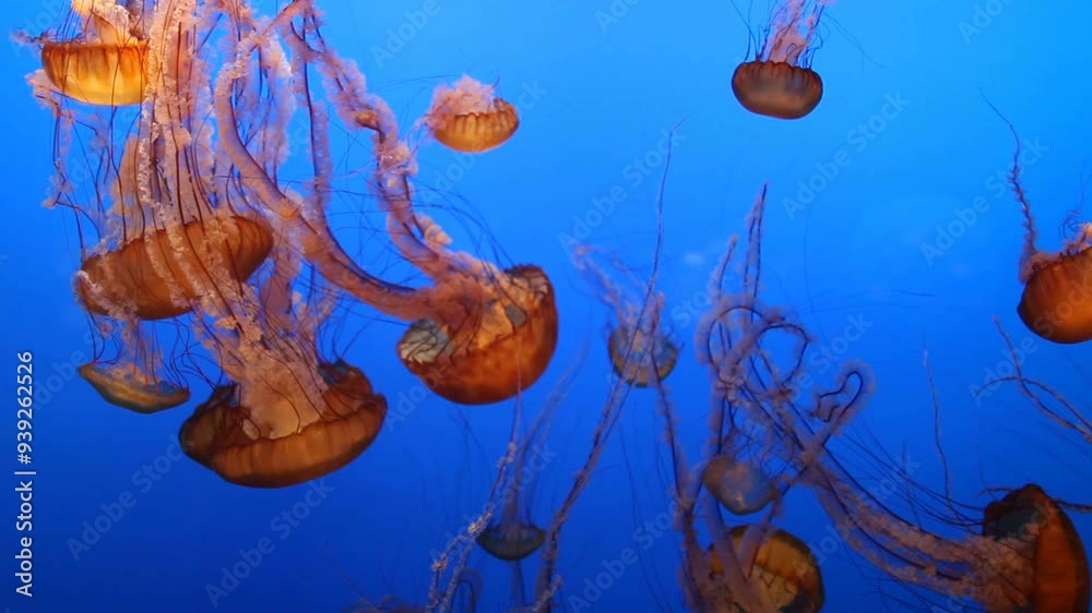Several large jellyfish drifting in a blue water tank, with their ...