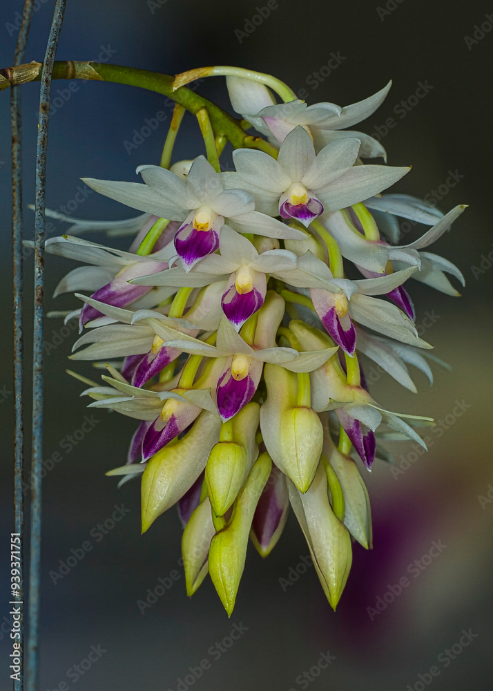 Dendrobium amethystoglossum, Amethest Colored Dendrobium, is an orchid ...