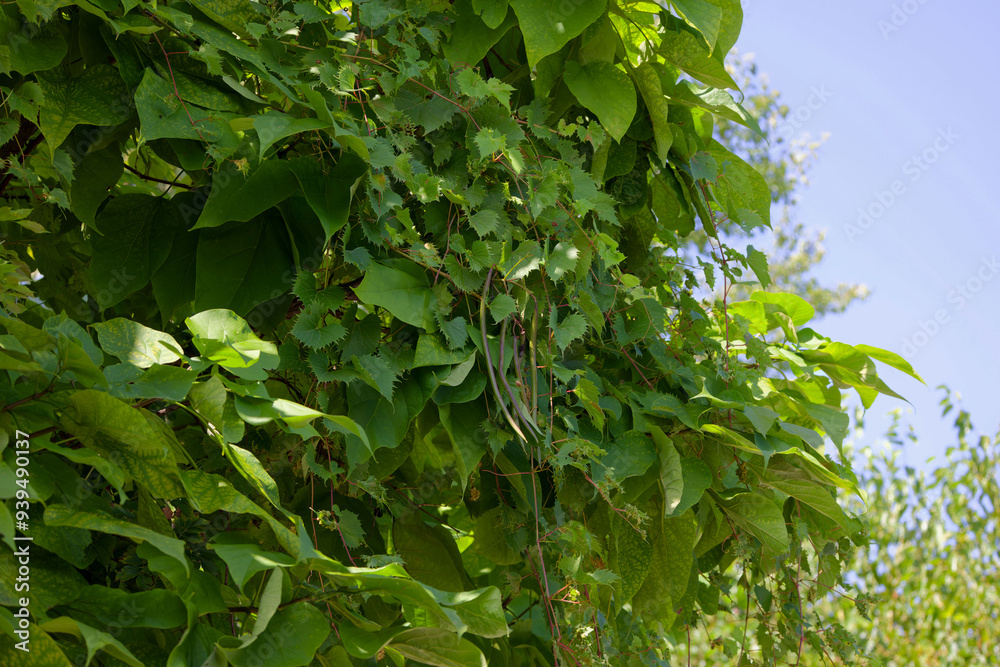 The northern catalpa (Catalpa speciosa), commonly known as the hardy ...