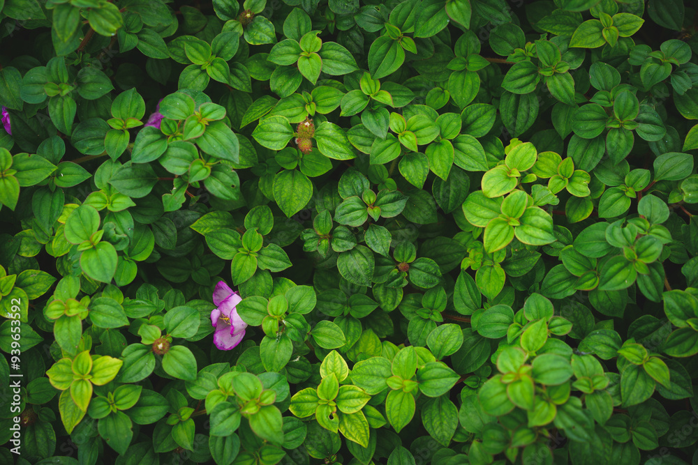 Fresh green leaves of spanish shawl creeper or creeping houseplants ...