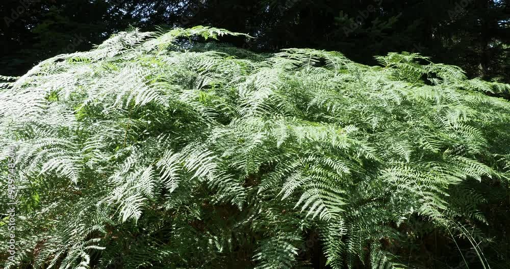 (Pteridium aquilinum) Dense blade of triangular fronds divided into ...