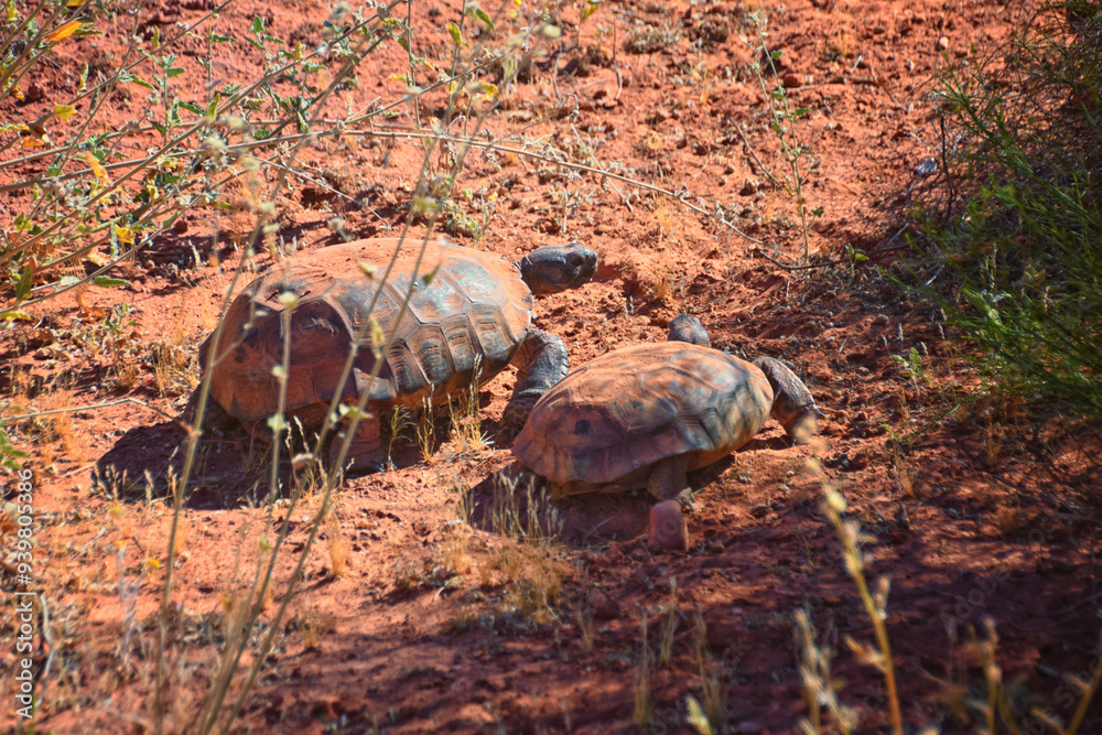 Mating Mojave Desert Tortoise, Gopherus Agassizii, mating ritual shell ...
