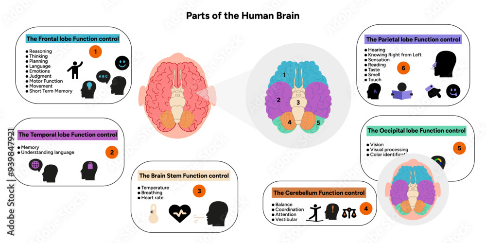 Human brain anatomy with colored parts diagram medical. Parietal ...