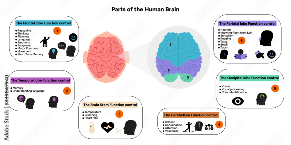 Human brain anatomy with colored parts diagram medical. Parietal ...
