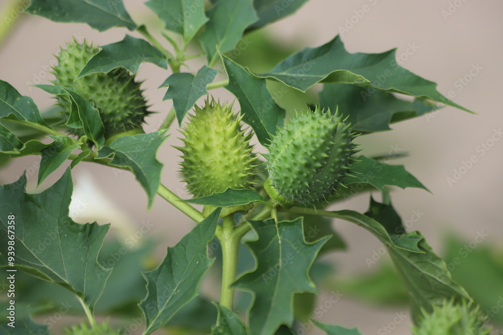 Datura stramonium. Hallucinogen plant Devil's Trumpet, also called ...