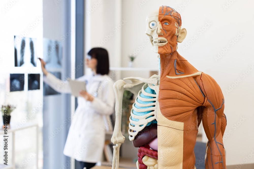 Medical anatomy model showcasing human body structure with doctor ...