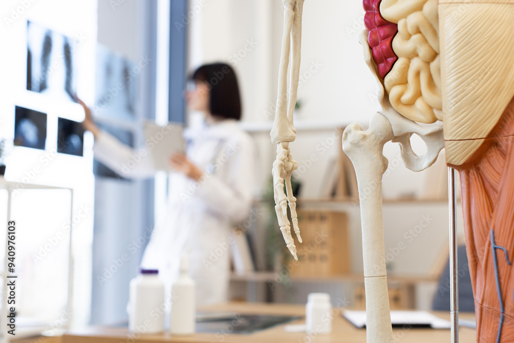 Medical professional analyzing X-ray images while anatomical model of ...