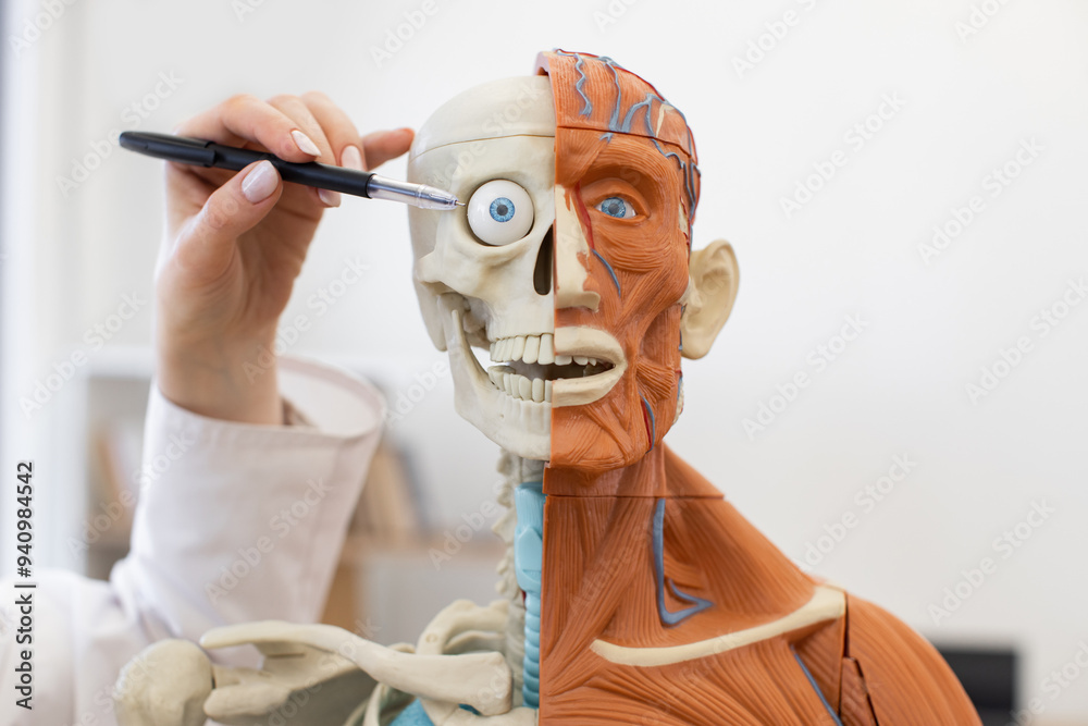 Detailed human anatomy model showing half skeleton and half muscle ...