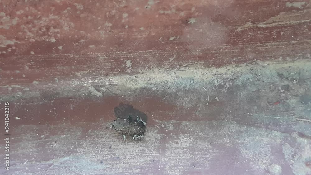 Little black frog. Frogs emerge during rainy season, hopping around in ...