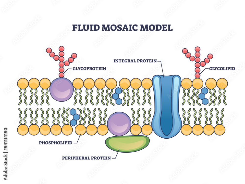 Plakát Fluid mosaic model with cell membrane anatomical structure ...