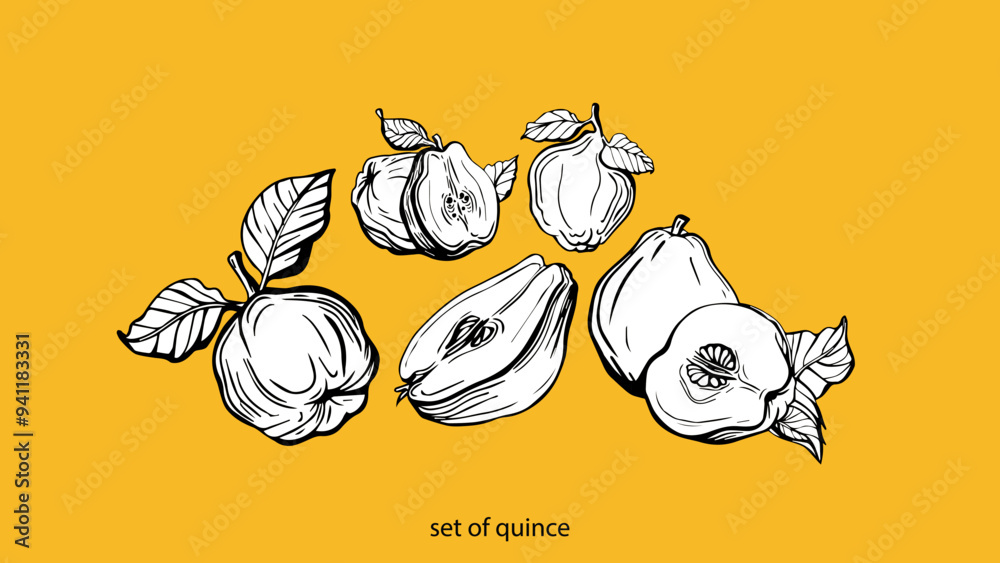 Isolated vector set of quince, fruit, quince fruits, twigs with leaves ...