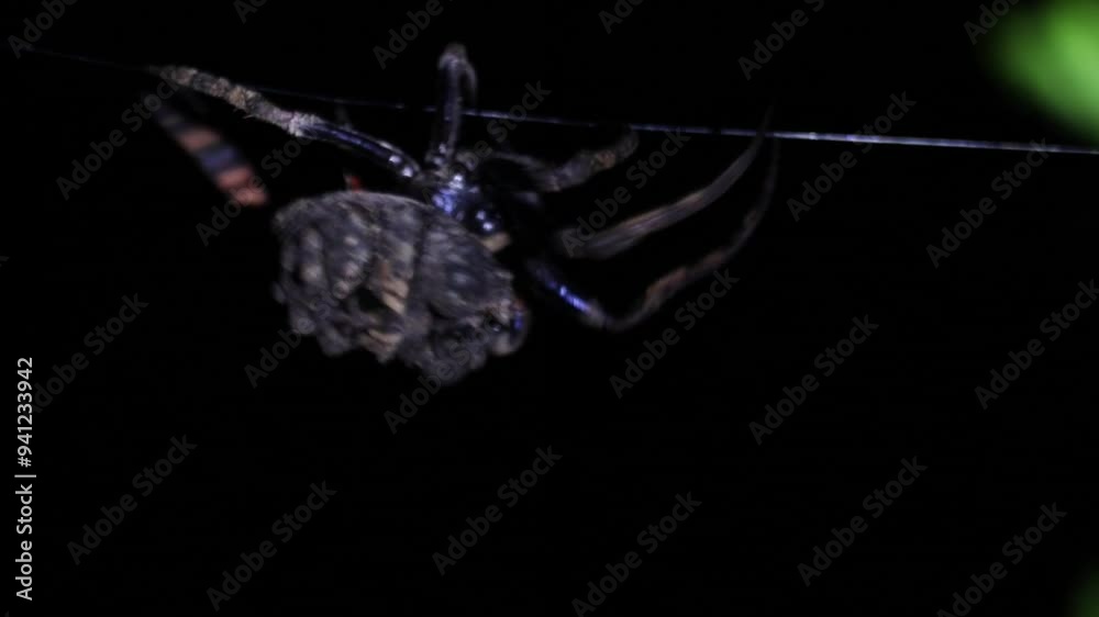 Explore and discover wonderful animals in the night time. Darwin's bark ...