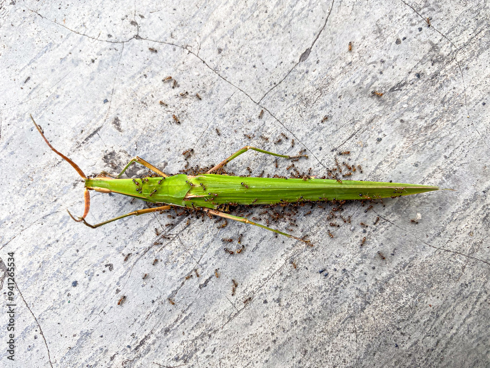 Close up photo of dead green grasshopper swarmed by ants on the cement ...