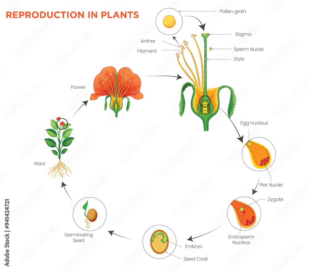 Plant Reproduction Pollination, Fertilization, and Seed Formation ...