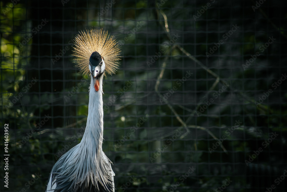 A grey crowned crane showcases its distinctive golden crown of feathers ...