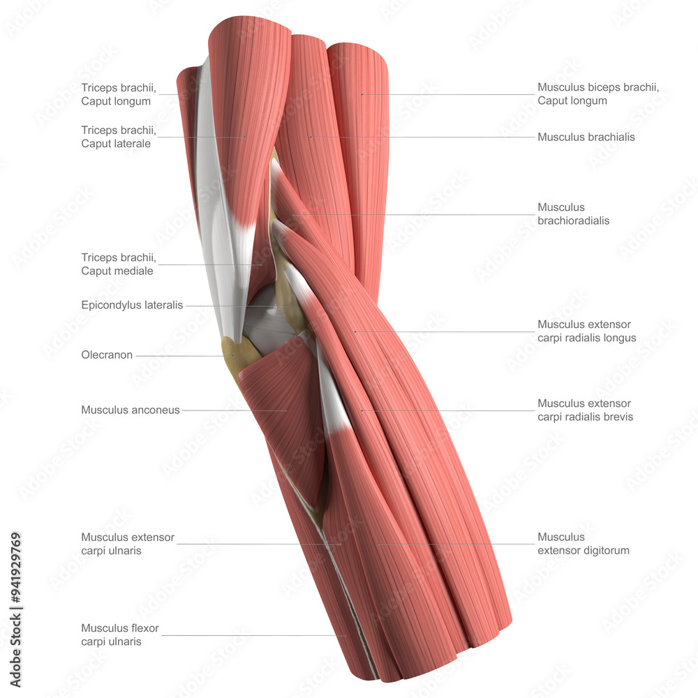 Anatomy of the elbow, labelled illustration Stock Illustration | Adobe ...