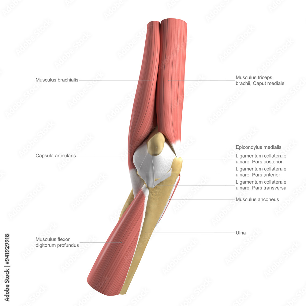 Anatomy of the elbow, labelled illustration Stock Illustration | Adobe ...
