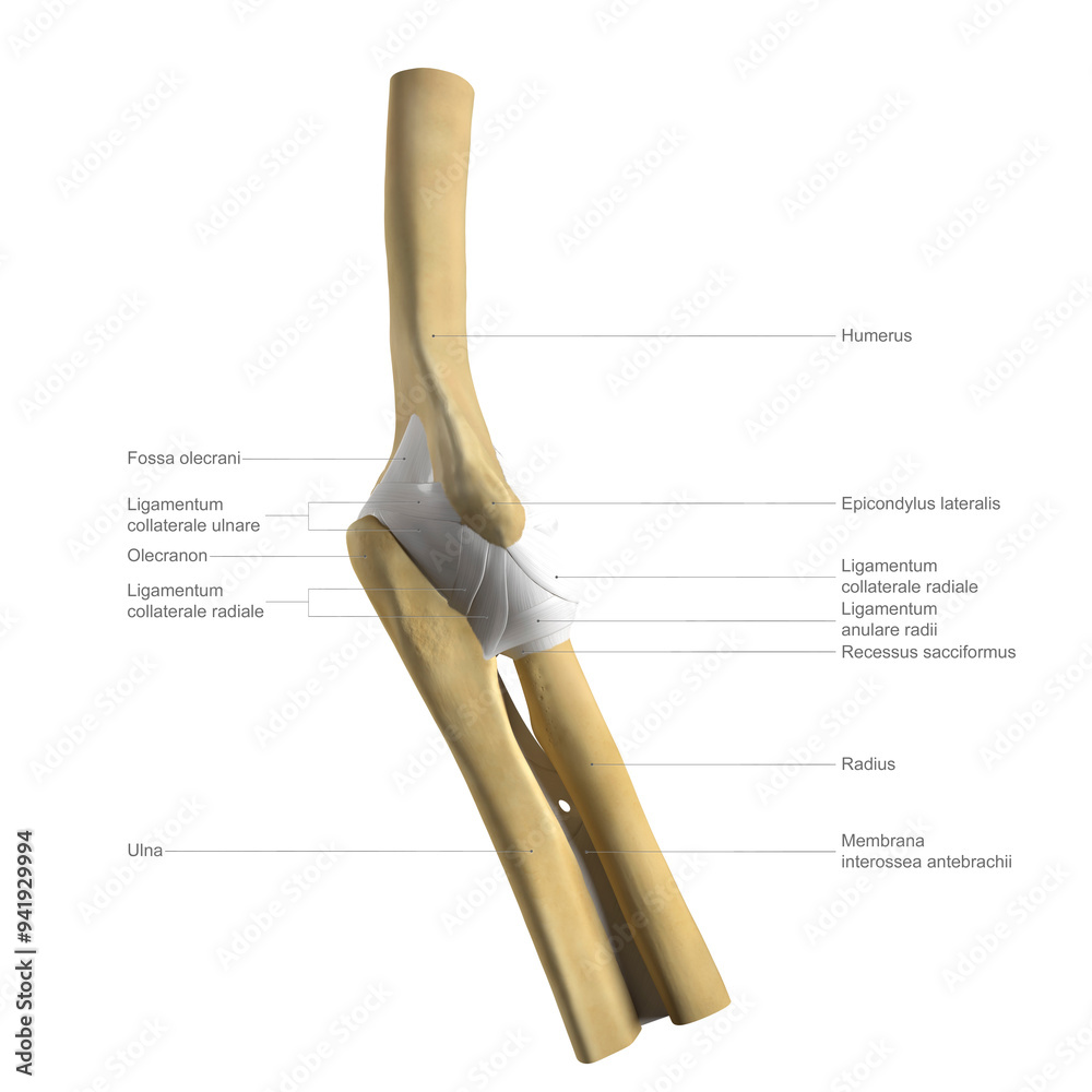 Anatomy of the elbow, labelled illustration Stock Illustration | Adobe ...