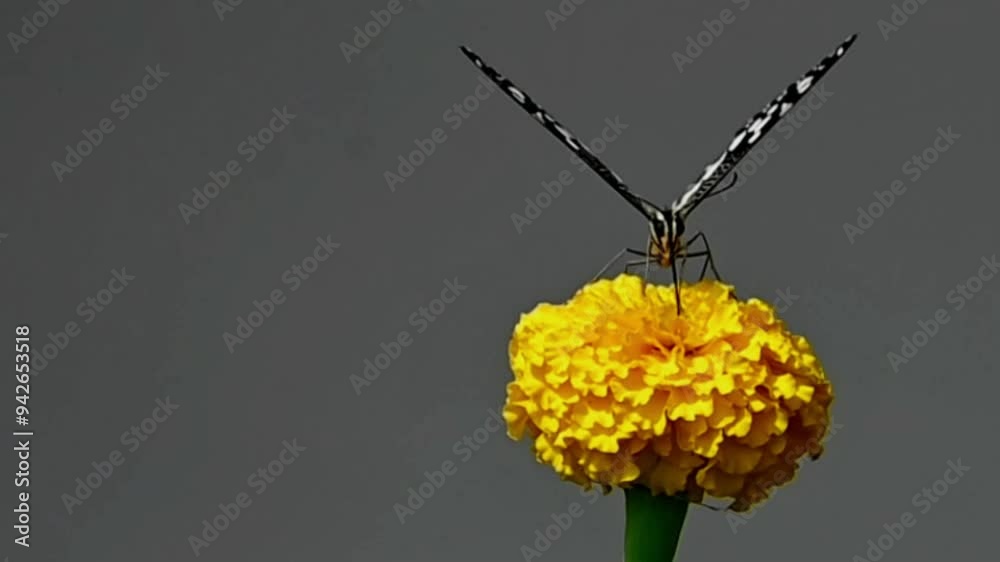 Papilio demoleus is a common and widespread swallowtail butterfly. The ...