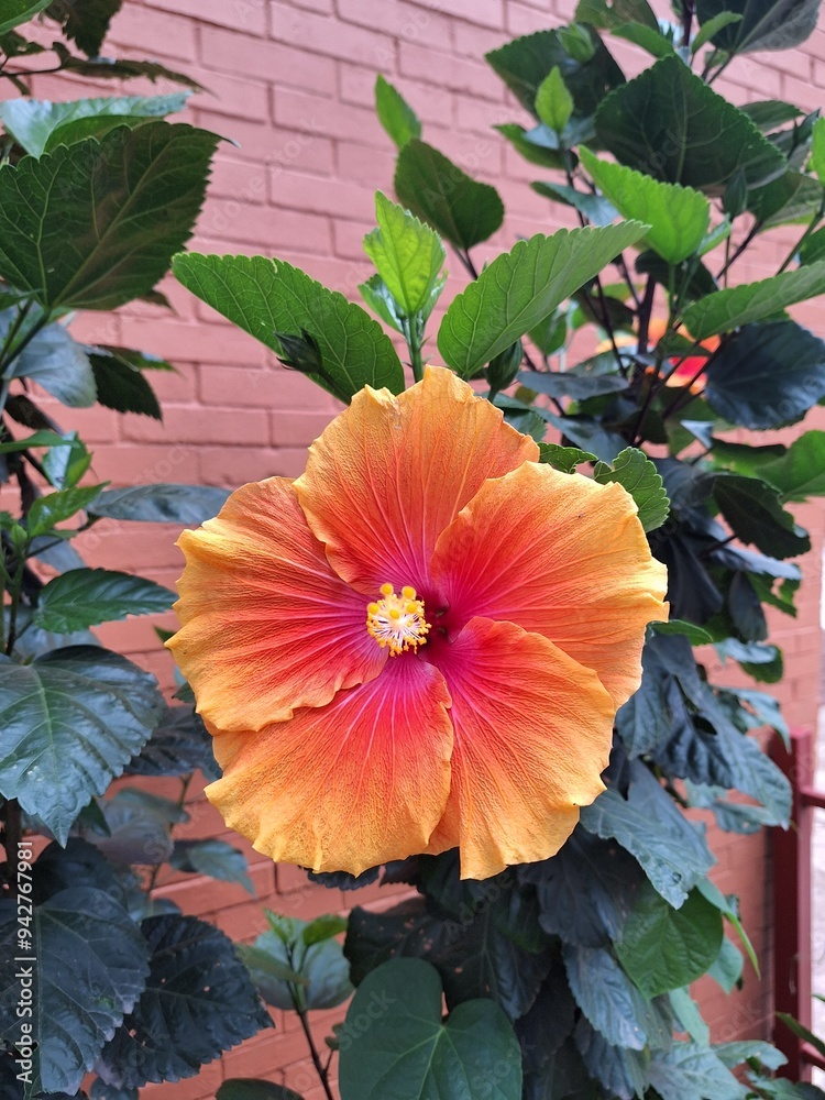 Flor de hubiscus color rojo, naranja y amarillo en un arbusto frente a ...