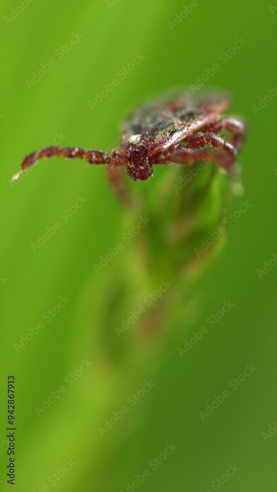 Tick Crawling A Blade Of Grass. Parasite Potentially Carrying Dangerous ...
