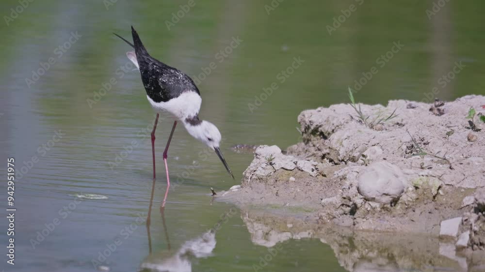 Black-winged Stilt togheter with the Newborn in the Avocet and Stilt ...