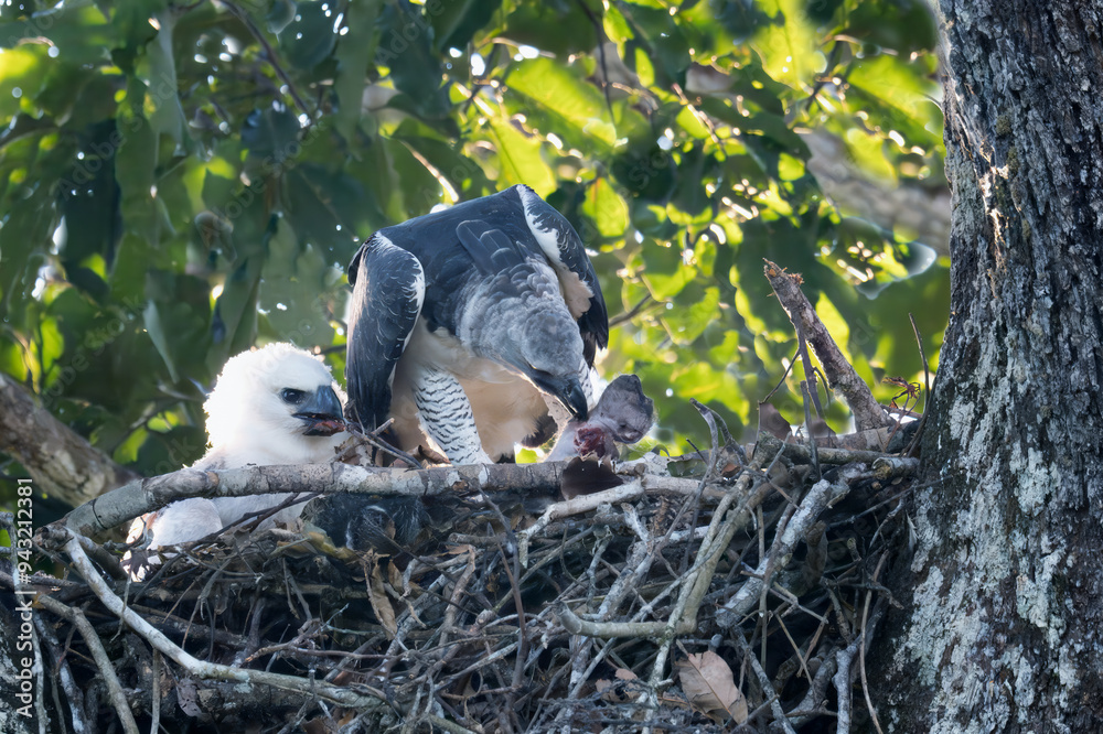 Female Harpy Eagle, Harpia harpyja, feeding her 4 month old chick with ...