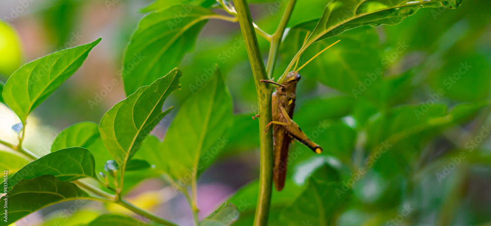 Panorama side view rufous grasshopper or Gomphocerippus on pepper plant ...