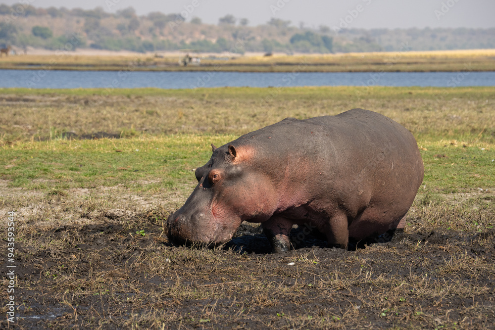 The common hippopotamus (Hippopotamus amphibius), or hippo, is a large ...