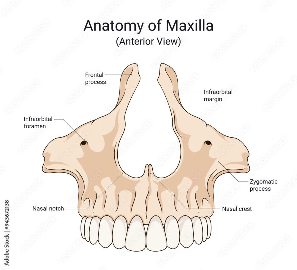 Anatomy of Maxilla Anterior View Stock Vector | Adobe Stock