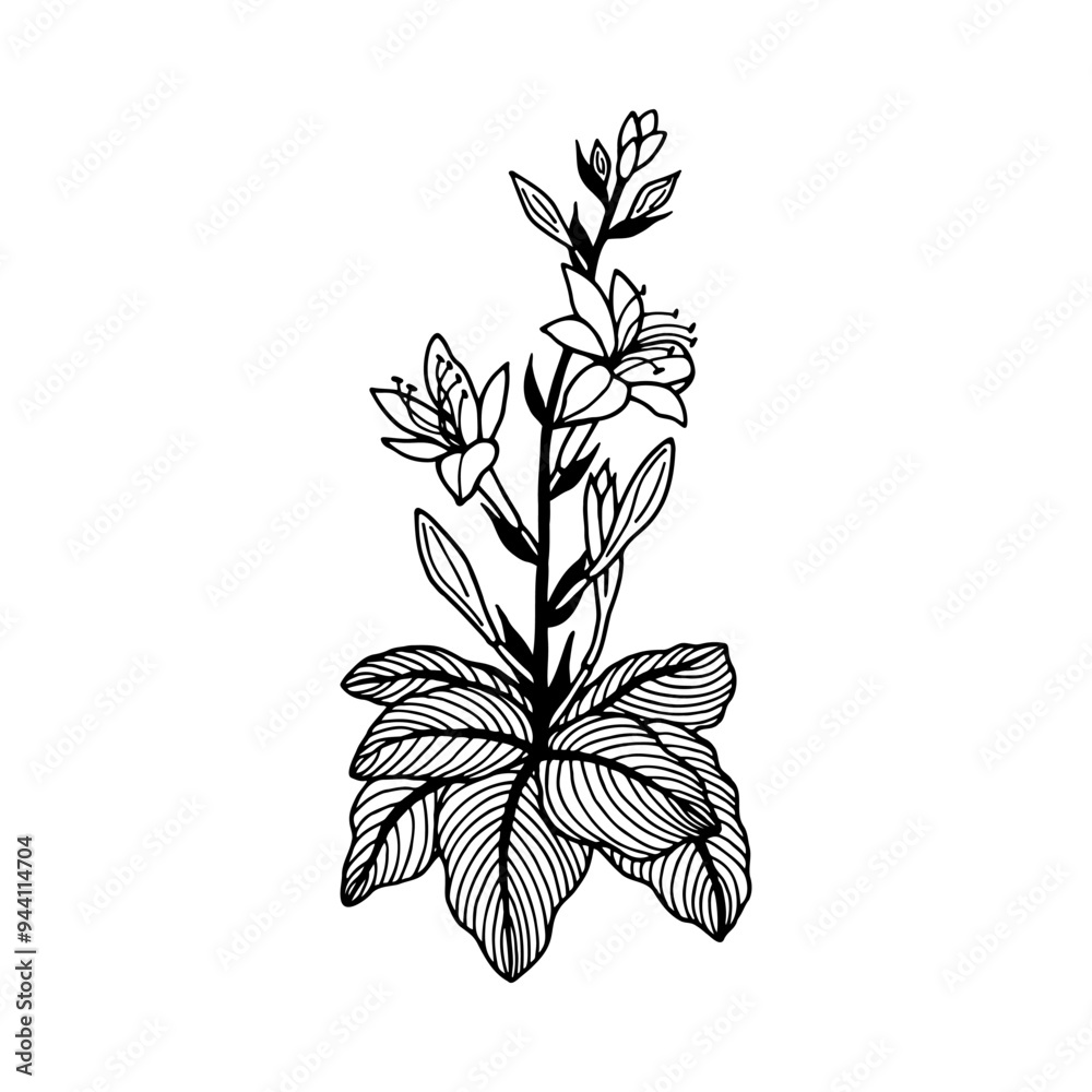 Hosta flowers. Vector stock illustration eps10. Isolate on white ...