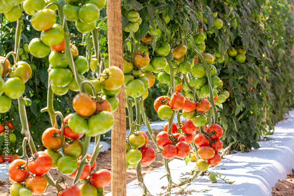 "Tomateiro: A Planta Produtora de Tomates, Fonte de Nutrientes e ...