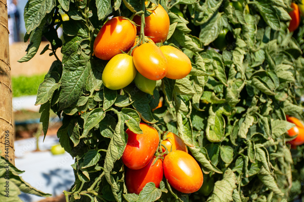 "Tomateiro: A Planta Produtora de Tomates, Fonte de Nutrientes e ...