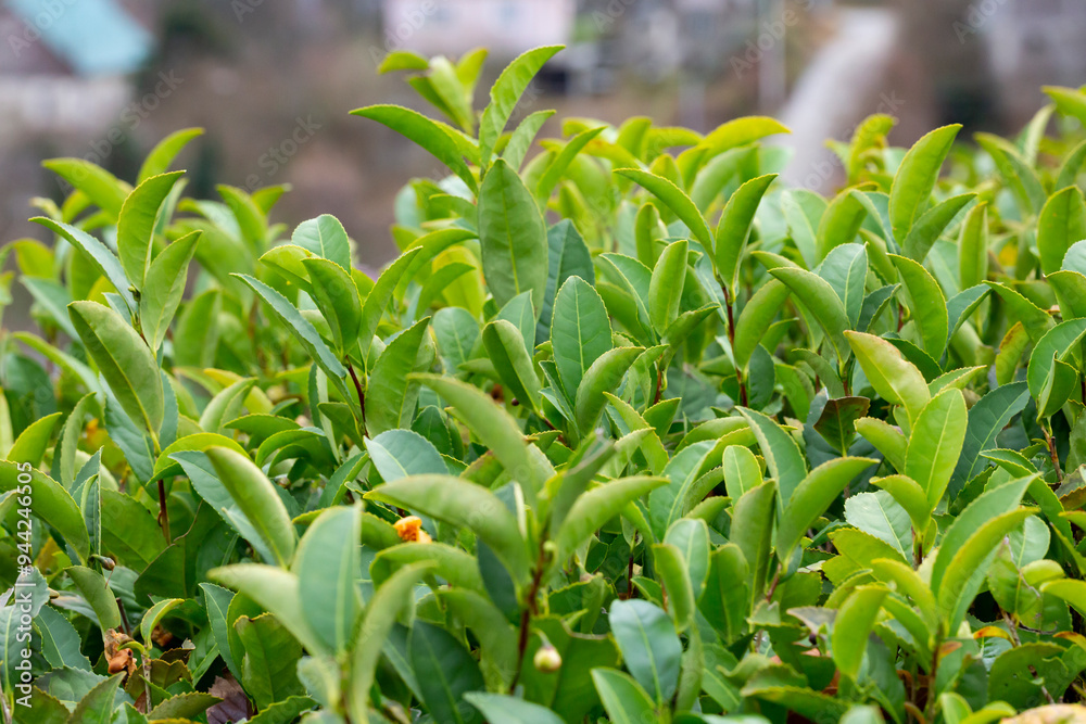 Green tea tree leaves field Fresh young tender bud herbal in farm on ...