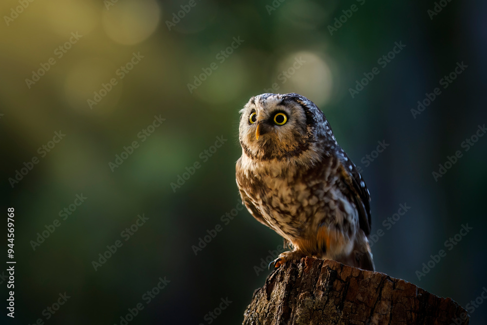 Owl at sunrise. Boreal owl, Aegolius funereus, perched on decayed trunk ...