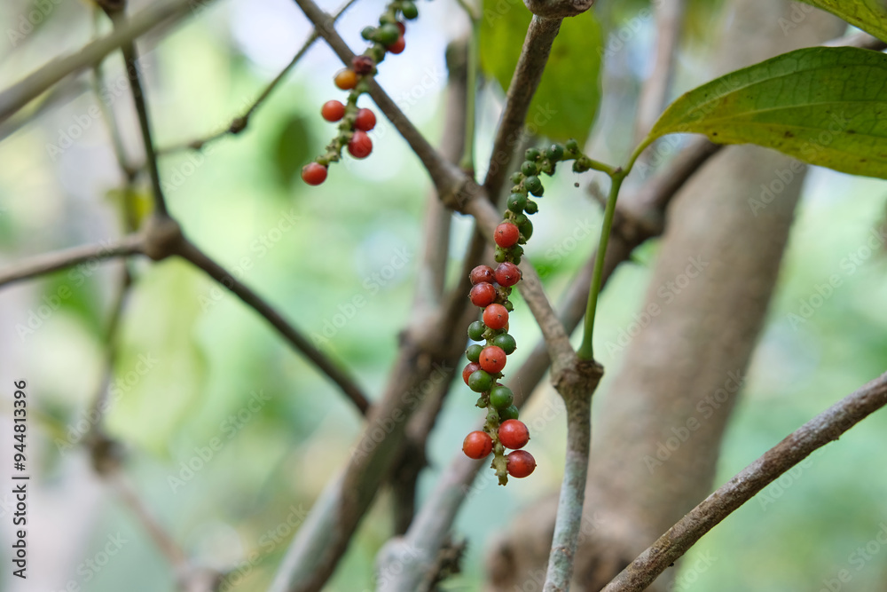 pohon lada or merica Black pepper is a flowering vine in the family ...