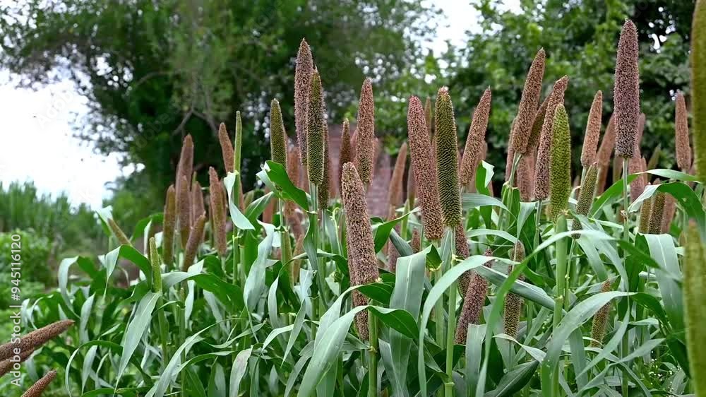Millet field in India, millet plants and seed in farm, Bajra (pearl ...