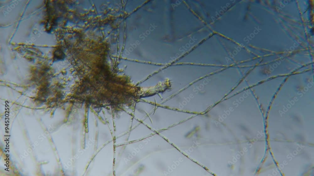 Research Scientists Unicellular Organisms. Soil Microorganisms Under ...