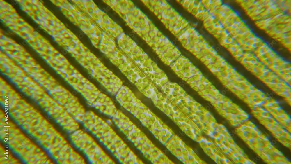Motion Cells Chloroplast Under Microscope. Chlorophyll Cell Division ...