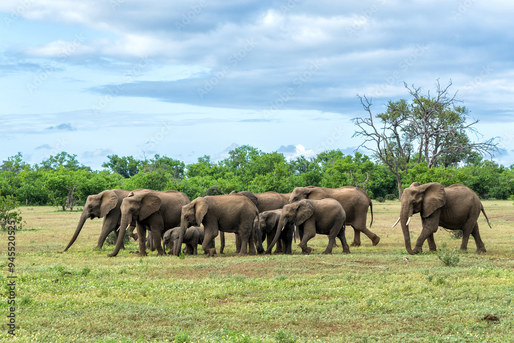 Elephant herd walking in the green season in Mashatu Game Reserve in ...