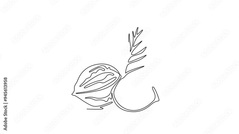 Self drawing animation of single line draw whole healthy organic walnut ...