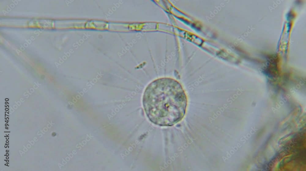 Research Scientists Unicellular Organisms. Soil Microorganisms Under ...