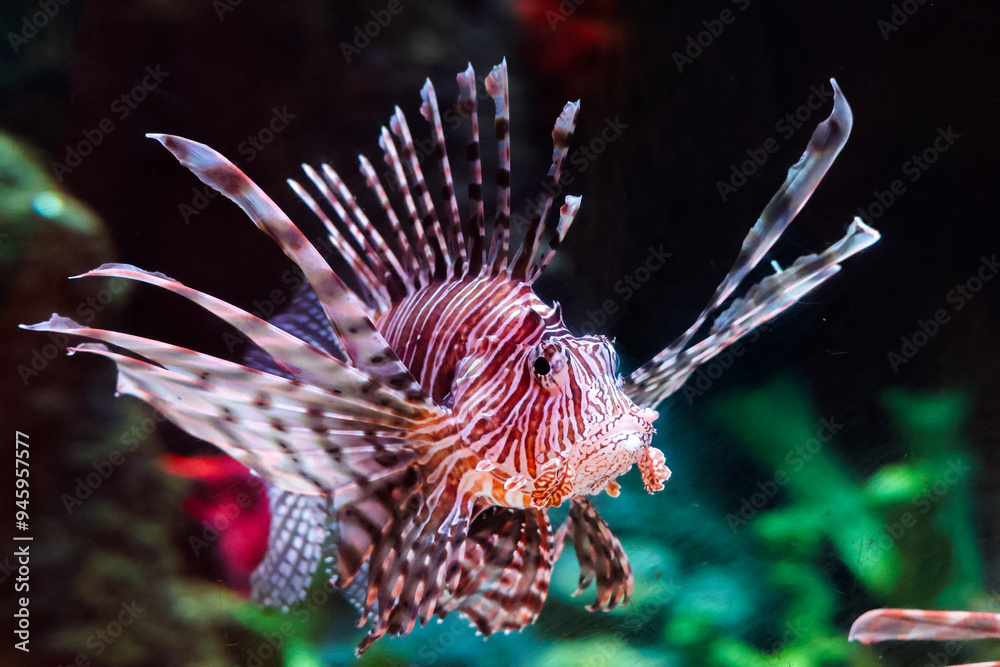 Zebra lionfish or zebra fish with open large fins in an aquarium. Zebra ...