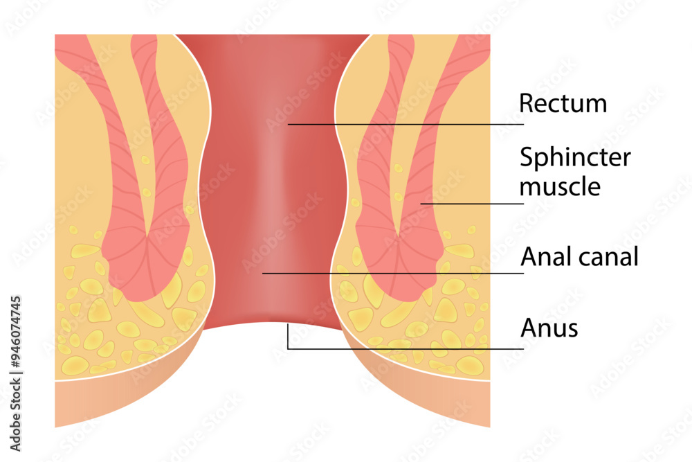 Structure of the anus. Cross-section of the rectum and anal canal Stock Vector | Adobe Stock