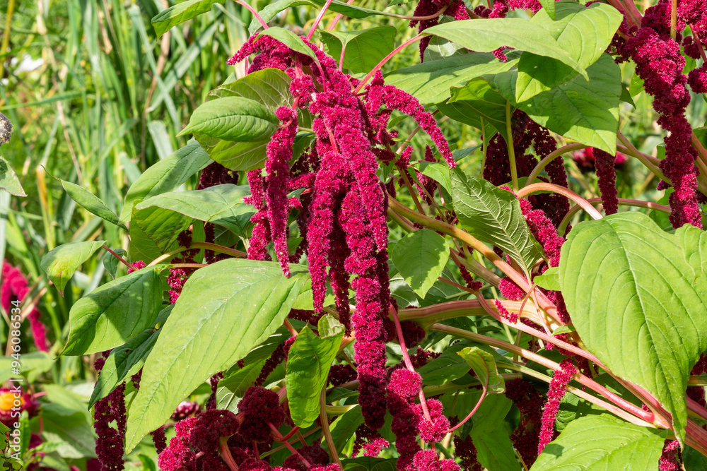 Amaranthus cruentus x powellii a summer autumn fall flowering plant ...