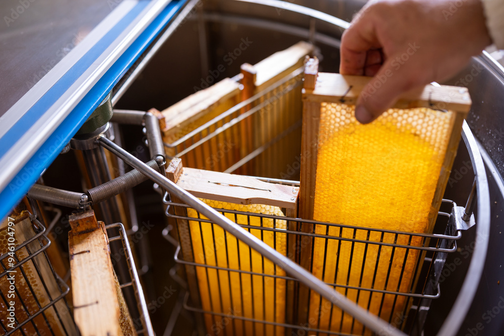 Loading uncapped frames with honey to electric honey extraction machine ...