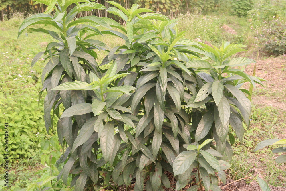 Clerodendrum indicum medicinal plant on nursery Stock Photo | Adobe Stock
