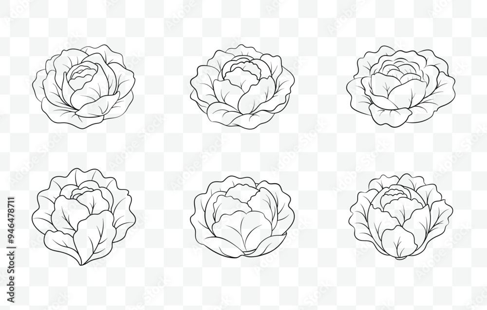 Print Detailed Lettuce Line Art Vector Set Illustrations for Design and ...
